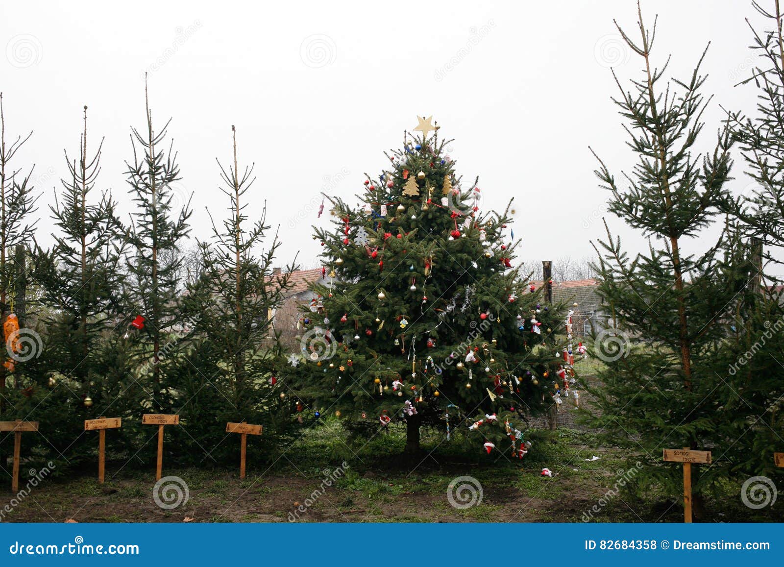 Christmas tree market stock photo. Image of year, celebration - 82684358