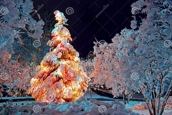 Christmas tree at night stock image. Image of night, yellow - 27593787