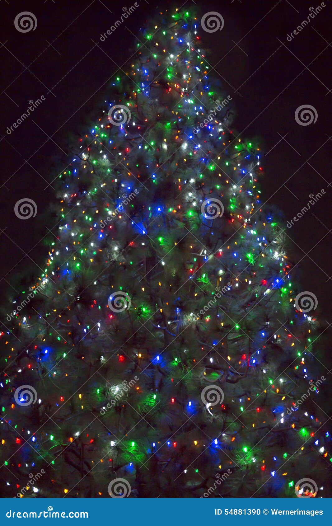 Christmas Tree in the Night Stock Photo - Image of night, bright: 54881390