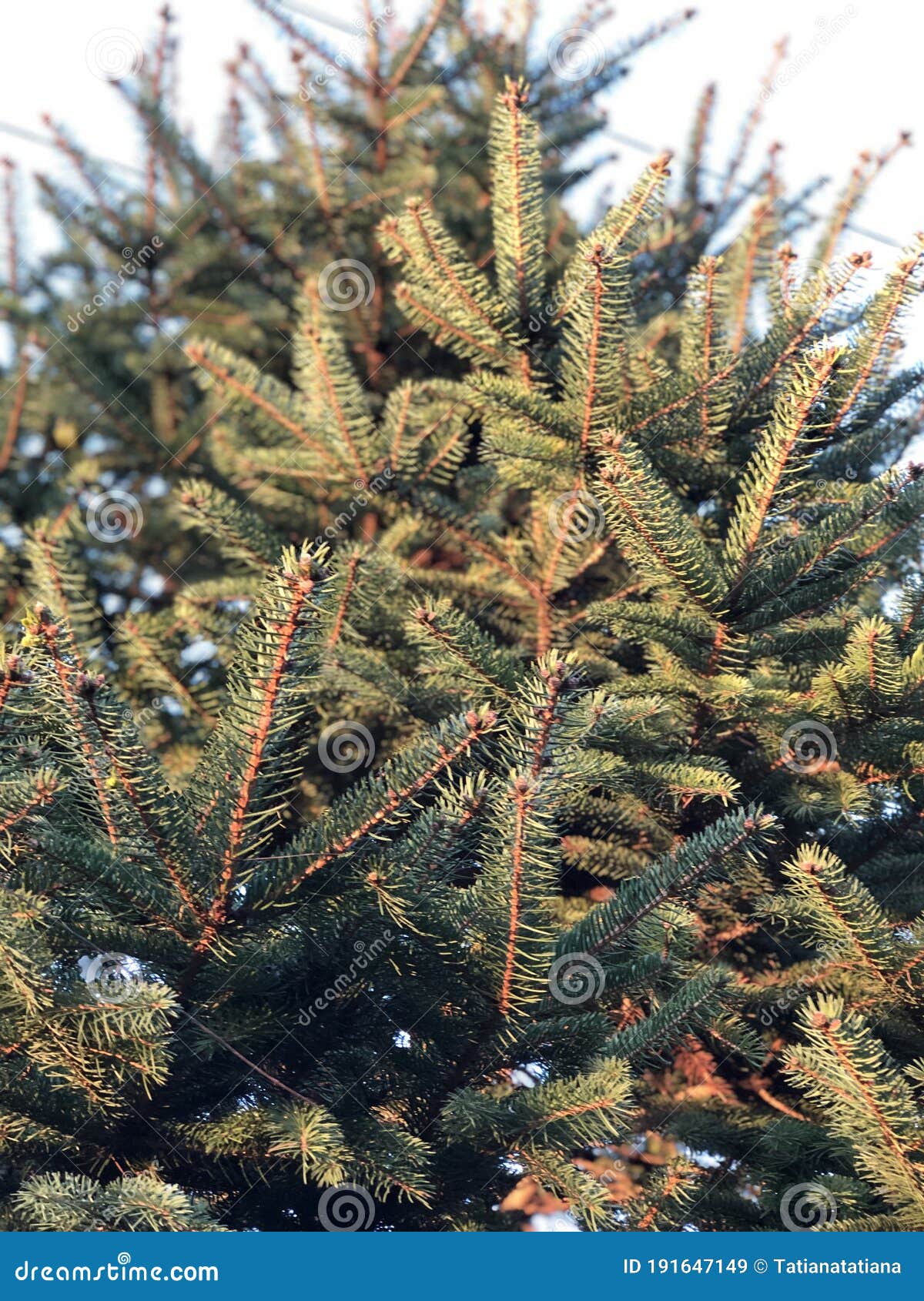 Pine tree stock image. Image of tree, outside, nature - 191647149