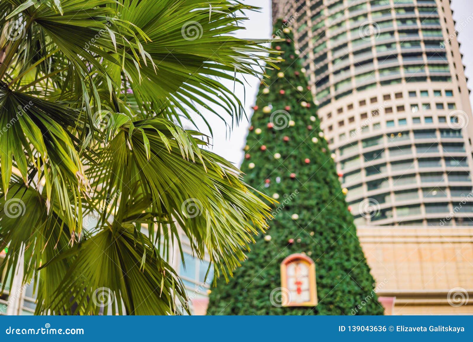 Christmas Tree and Palm Trees Decorated in Tropical Holiday Location ...