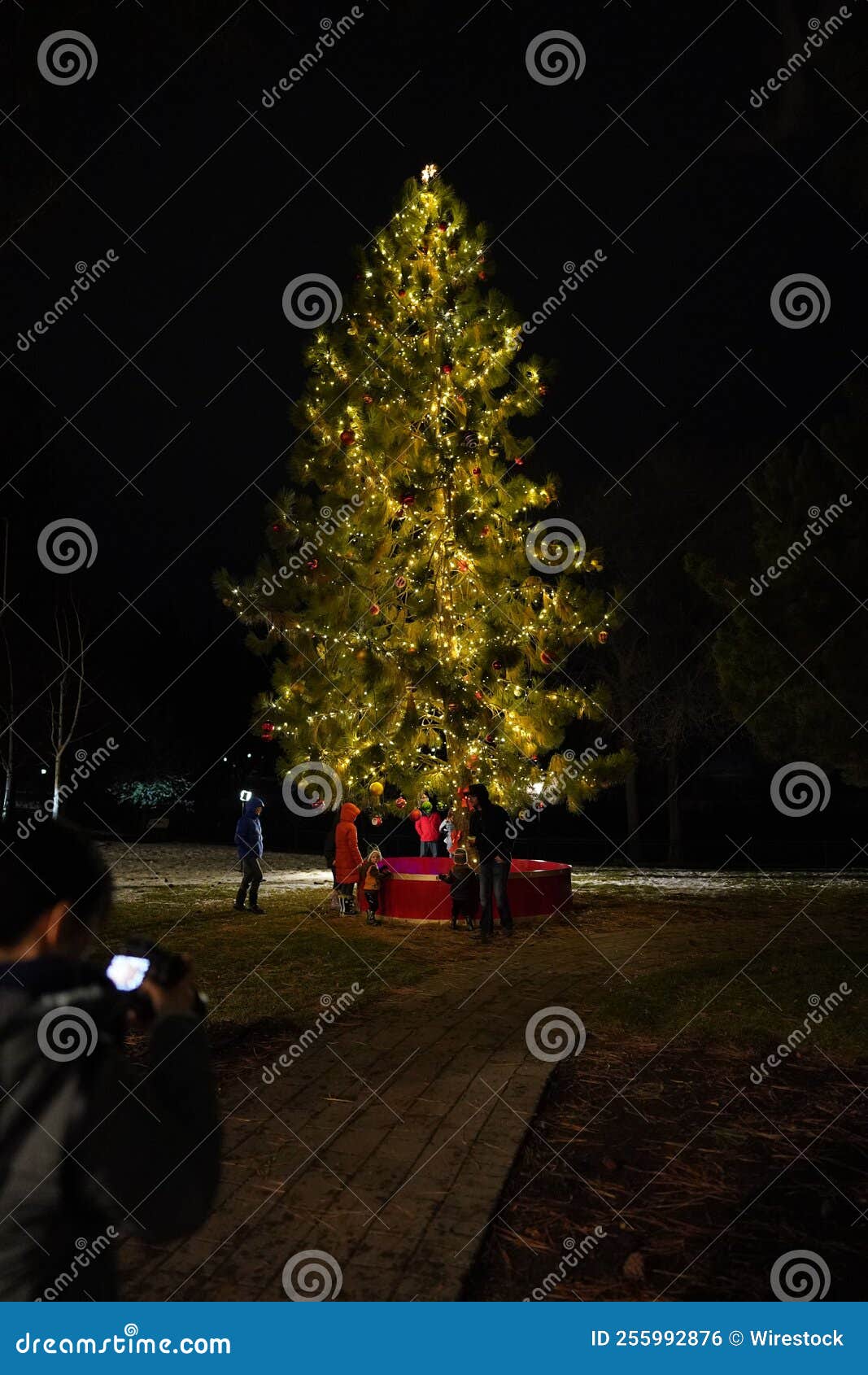 Christmas Tree in the Park during the Nighttime Stock Photo - Image of ...