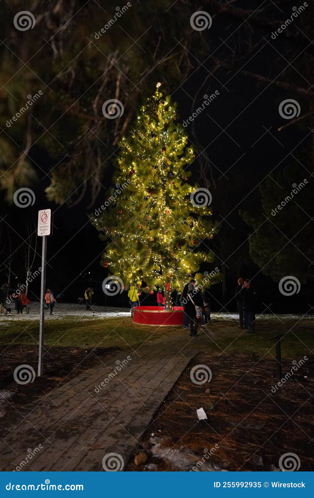 Christmas Tree in the Park Under the Night Sky Stock Image - Image of ...
