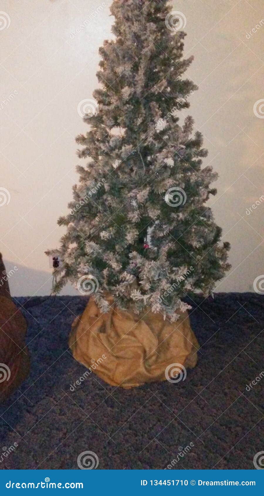 Christmas Tree stock photo. Image of tree, green, plain - 134451710