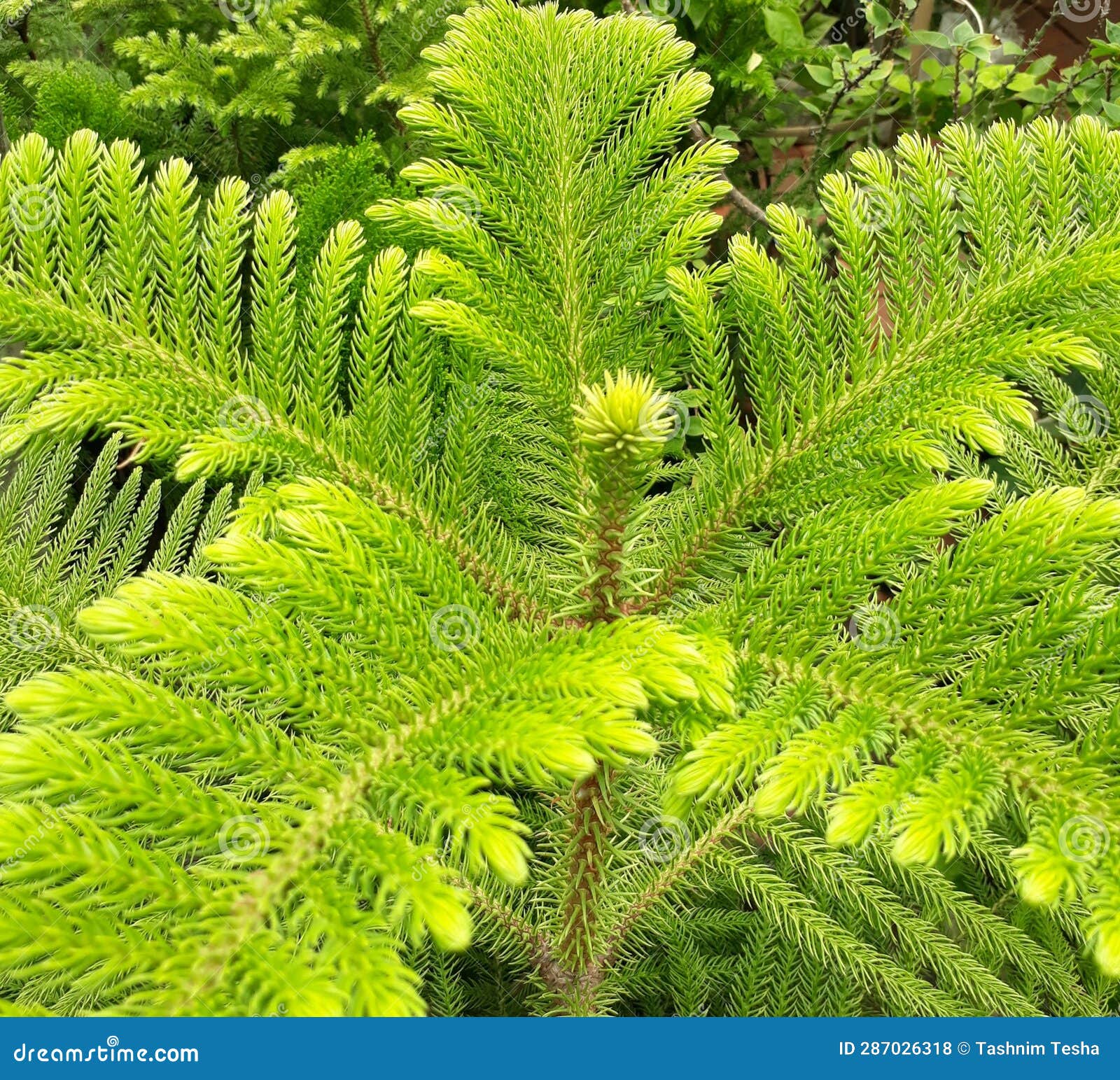 This is Christmas Tree Plant Stock Photo - Image of shrub, flower ...