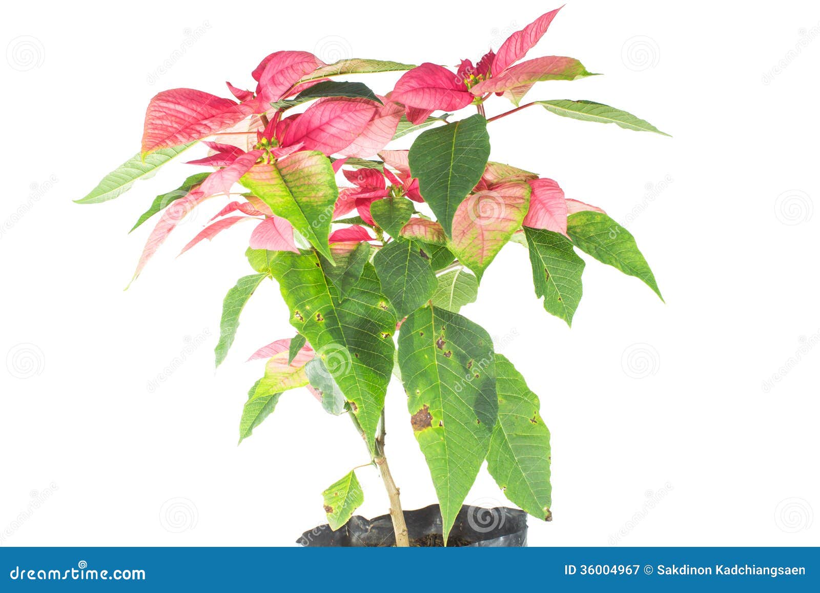 Christmas Tree with Red Leaves Stock Image - Image of devil, decor ...
