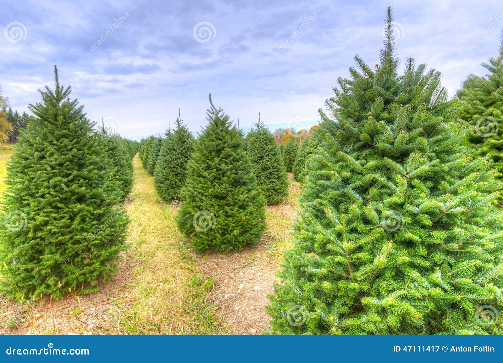 Christmas Tree stock image. Image of freshness, green - 47111417