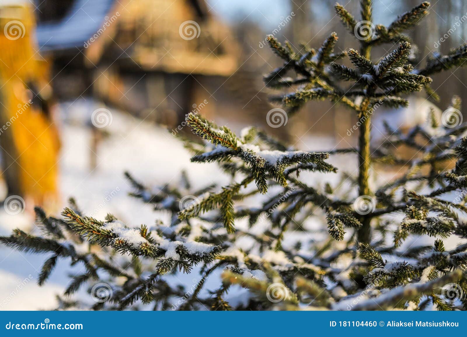 Christmas Tree Rural a Tourism Stock Photo - Image of background ...