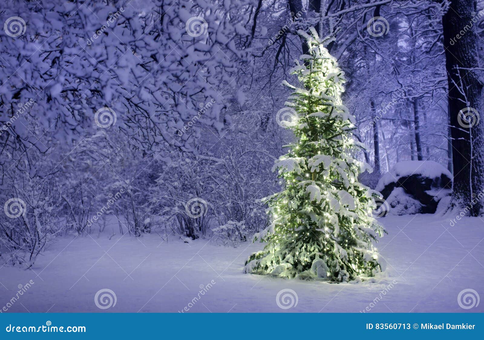 Christmas Tree in Snow stock image. Image of snow, holidays - 83560713