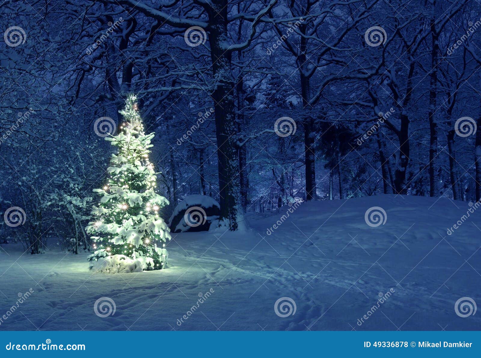 Christmas Tree in Snow stock photo. Image of tree, outdoors - 49336878