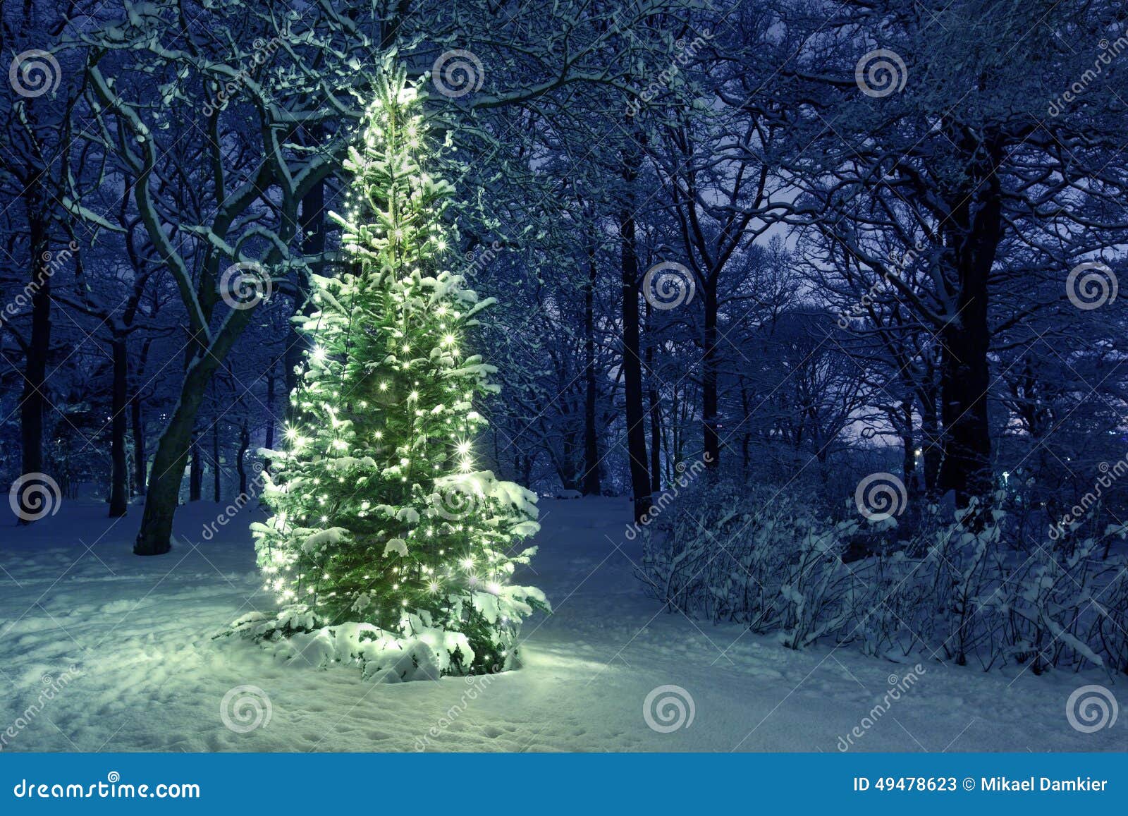 Christmas Tree in Snow stock image. Image of colored - 49478623