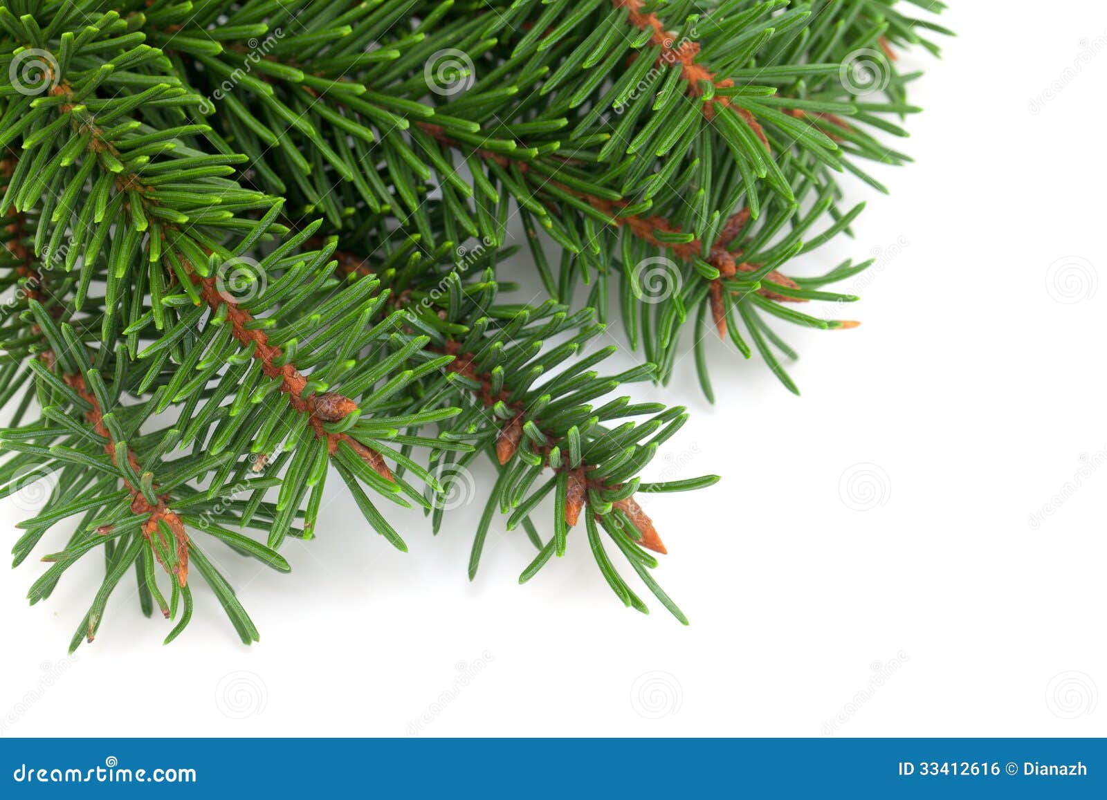 Christmas Tree (spruce) Border Stock Photo - Image of isolated, holiday ...