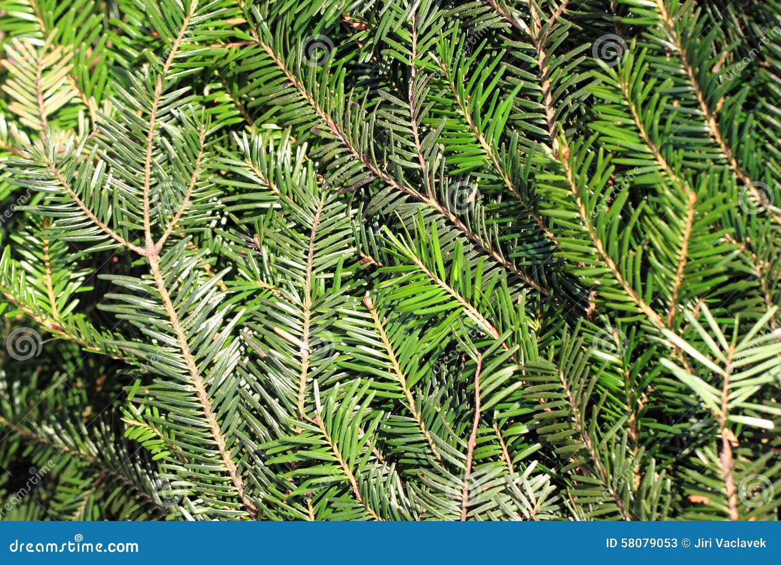 Christmas Tree Stem Natural Background Stock Image - Image of forest ...