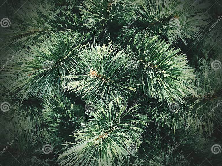 Christmas Tree Texture Background Stock Photo - Image of season ...