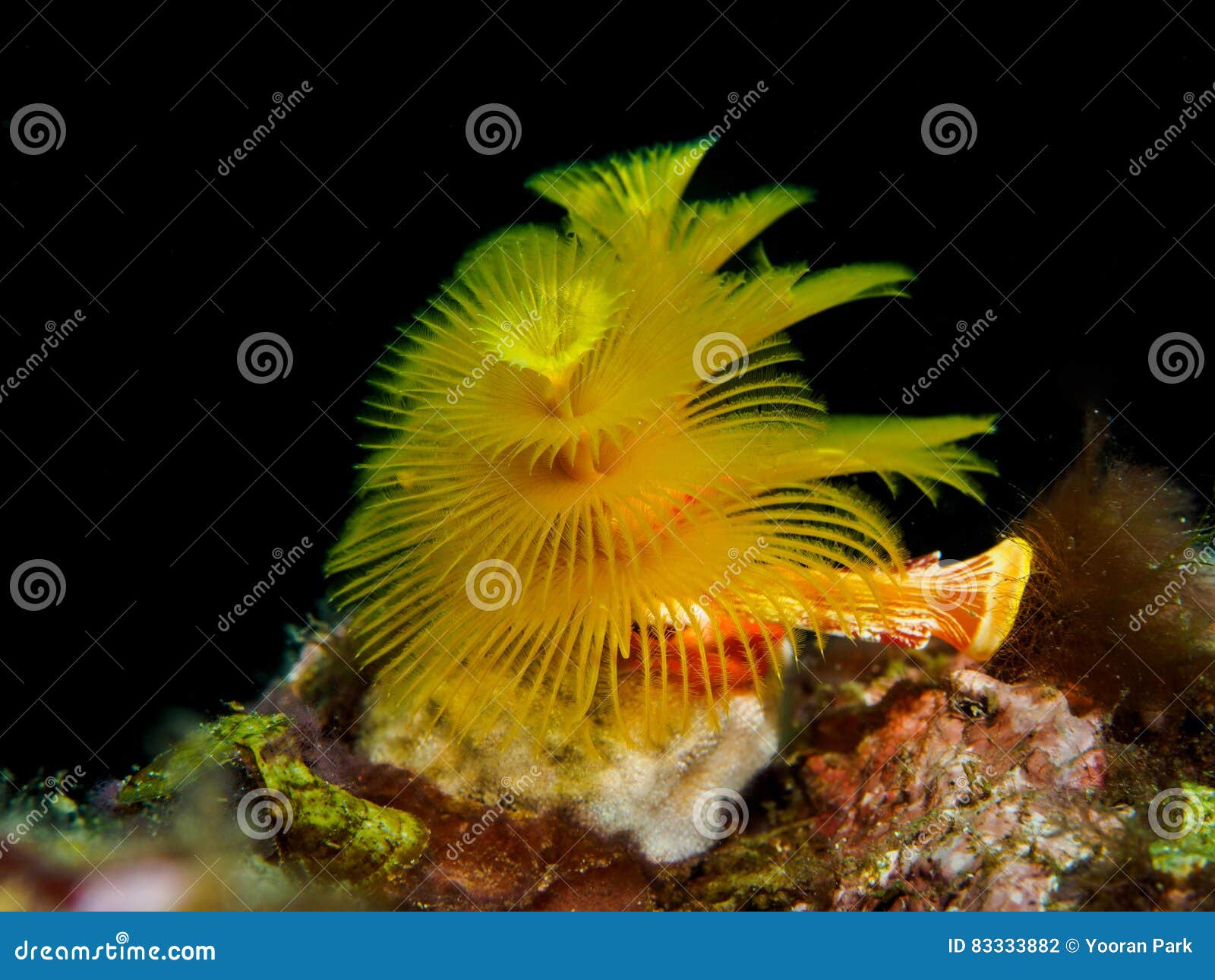 Christmas Tree Tube Worm Coral Stock Photo - Image of ecology, water ...