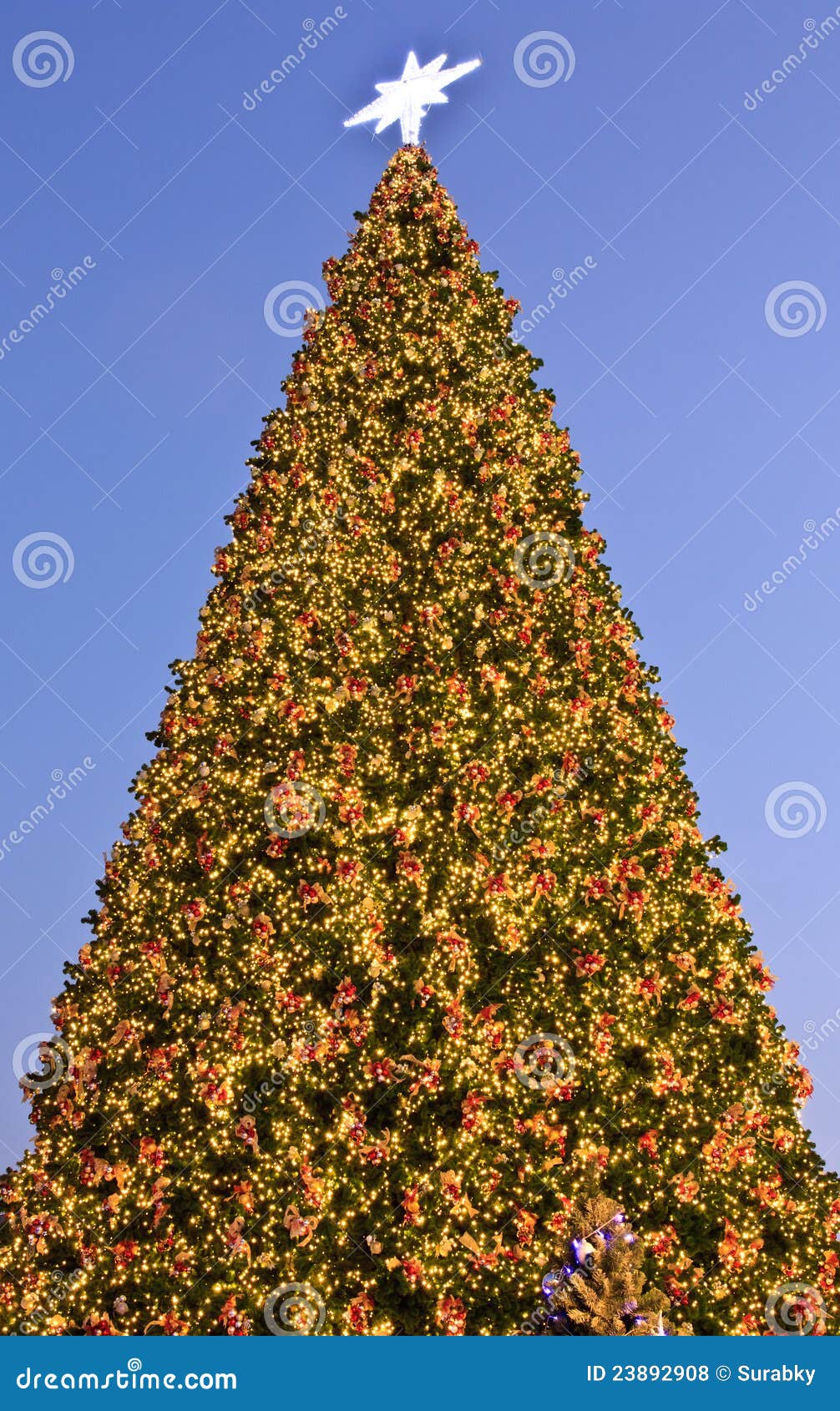 Christmas tree at twilight stock photo. Image of light - 23892908