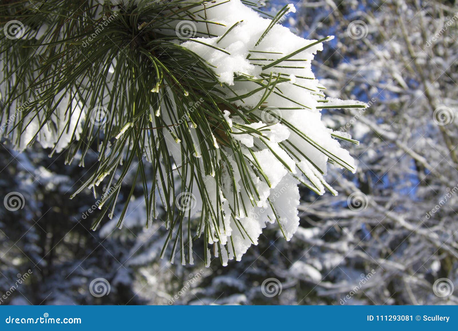 Christmas Tree Under the Snow on the Branch Stock Image - Image of ...