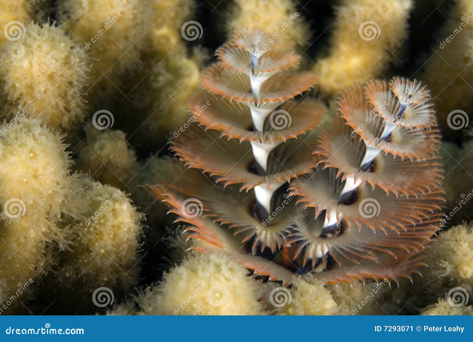 Christmas Tree Worm stock image. Image of tree, star, creature - 7293071