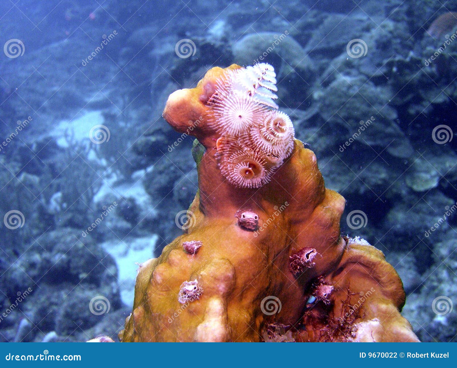The Christmas Tree Worm stock photo. Image of feeding - 9670022