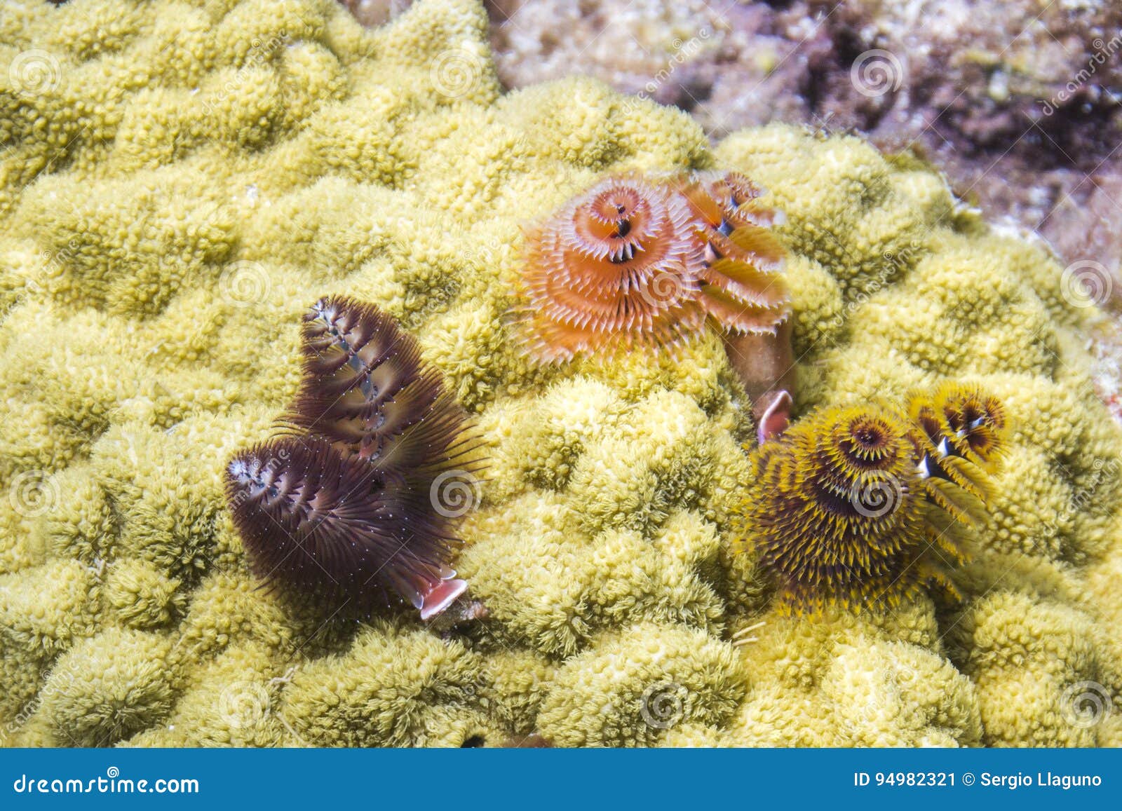 Christmas Tree Worm stock image. Image of dive, giganteus - 94982321
