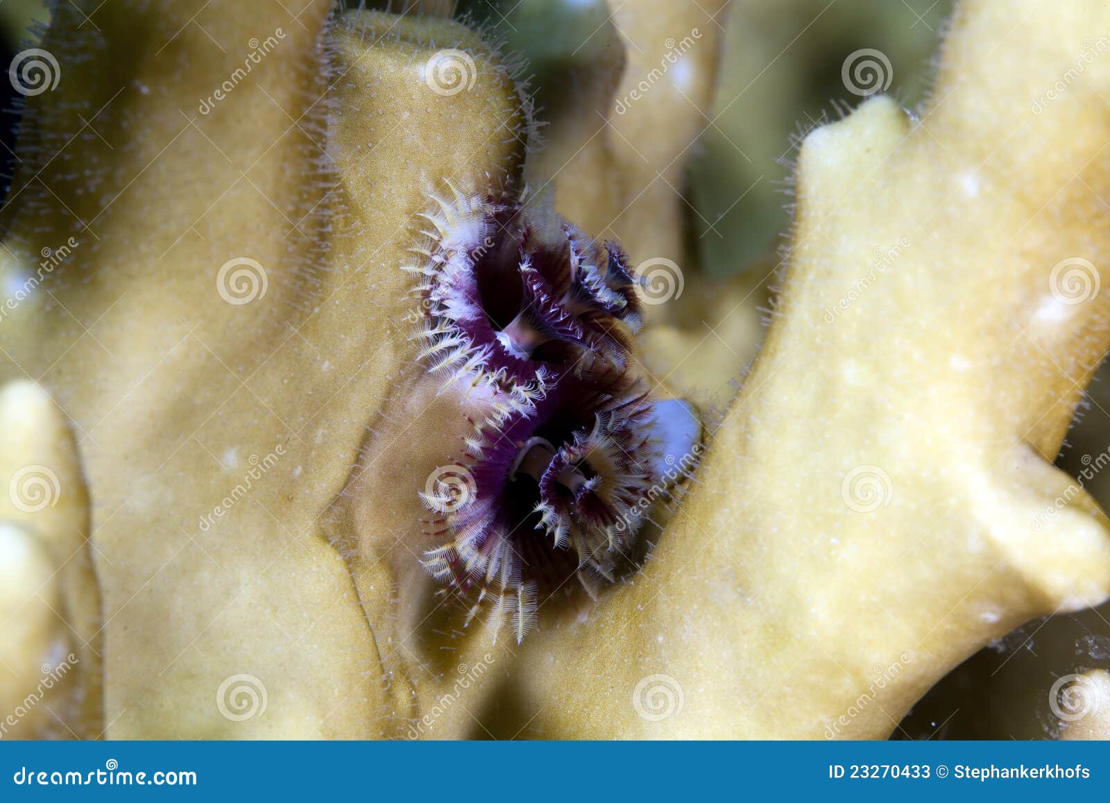 Christmas Tree Worm (spirobranchus Giganteus). Stock Image - Image of ...