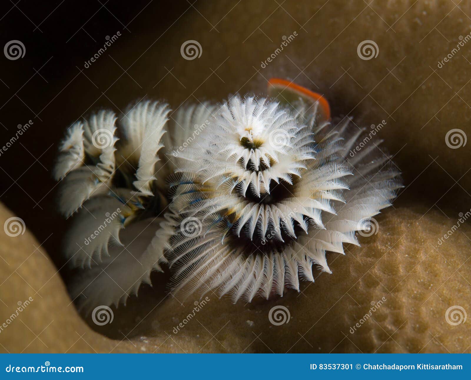 Christmas tree worm stock image. Image of tree, nature - 83537301