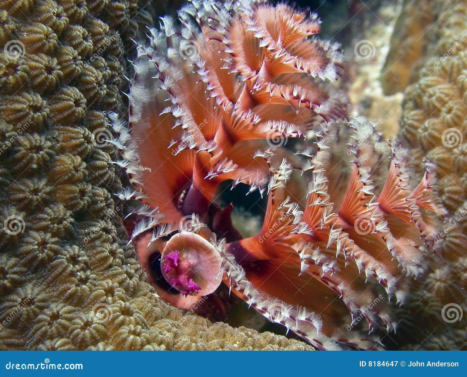 Christmas Tree worms stock image. Image of marine, bonire - 8184647