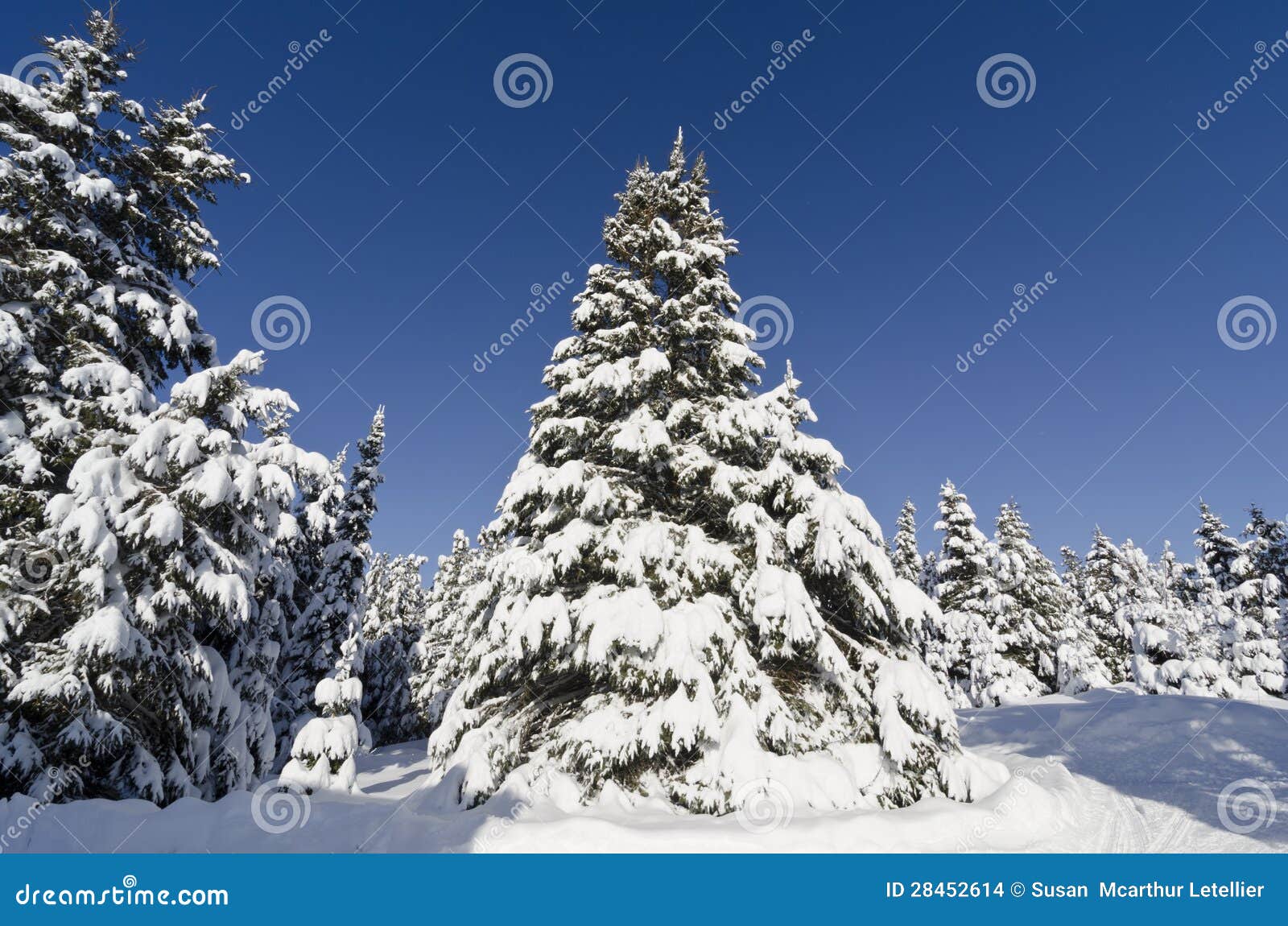 Christmas Trees Covered with Snow Stock Photo - Image of snow, sunlight ...