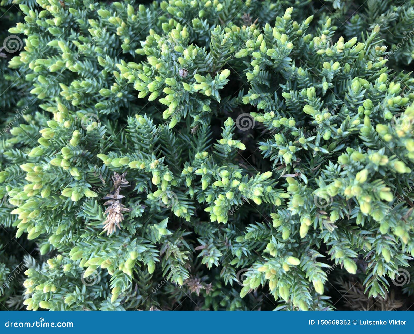 Evergreen Tree Background Stock Photos - Download 140,679 Royalty Free ...