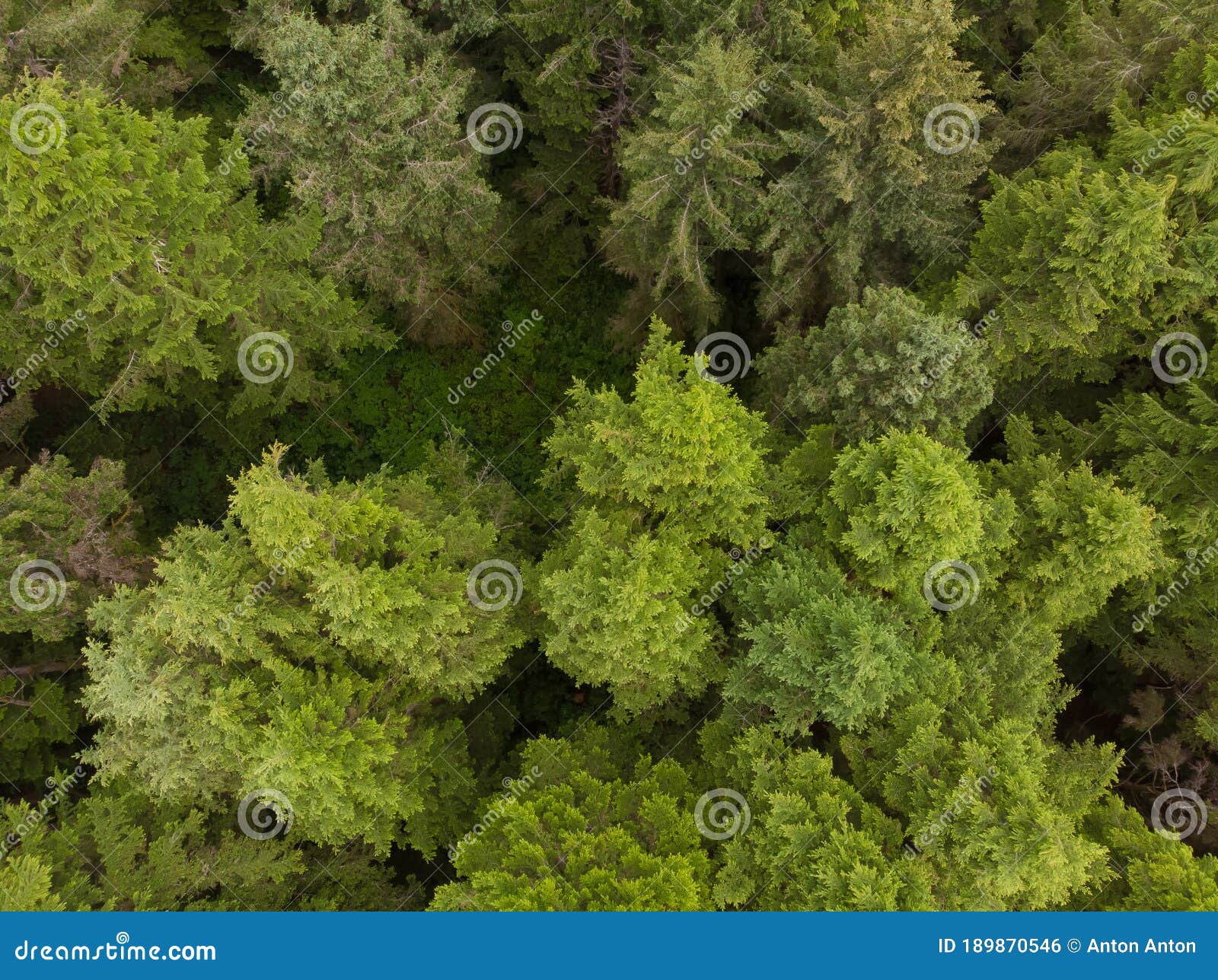 Christmas Trees and Green Forest Shot from Above, Top View Stock Photo ...