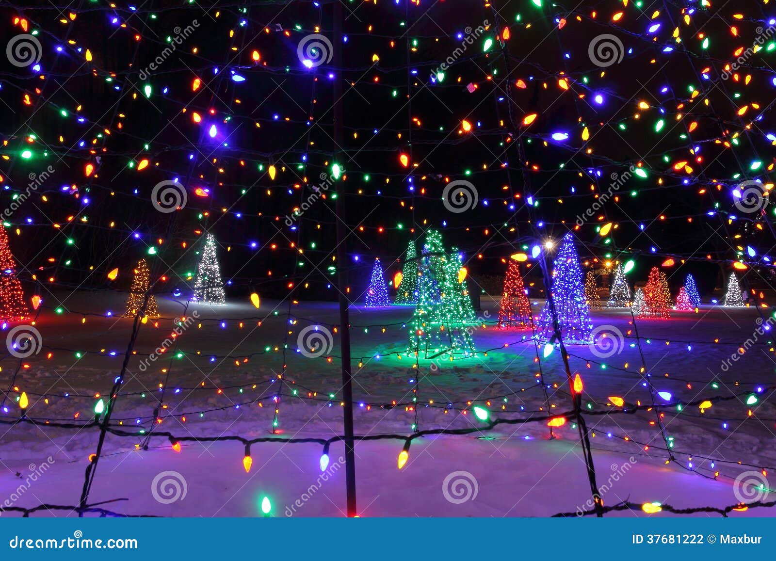 Christmas Trees in Lights stock photo. Image of festive - 37681222