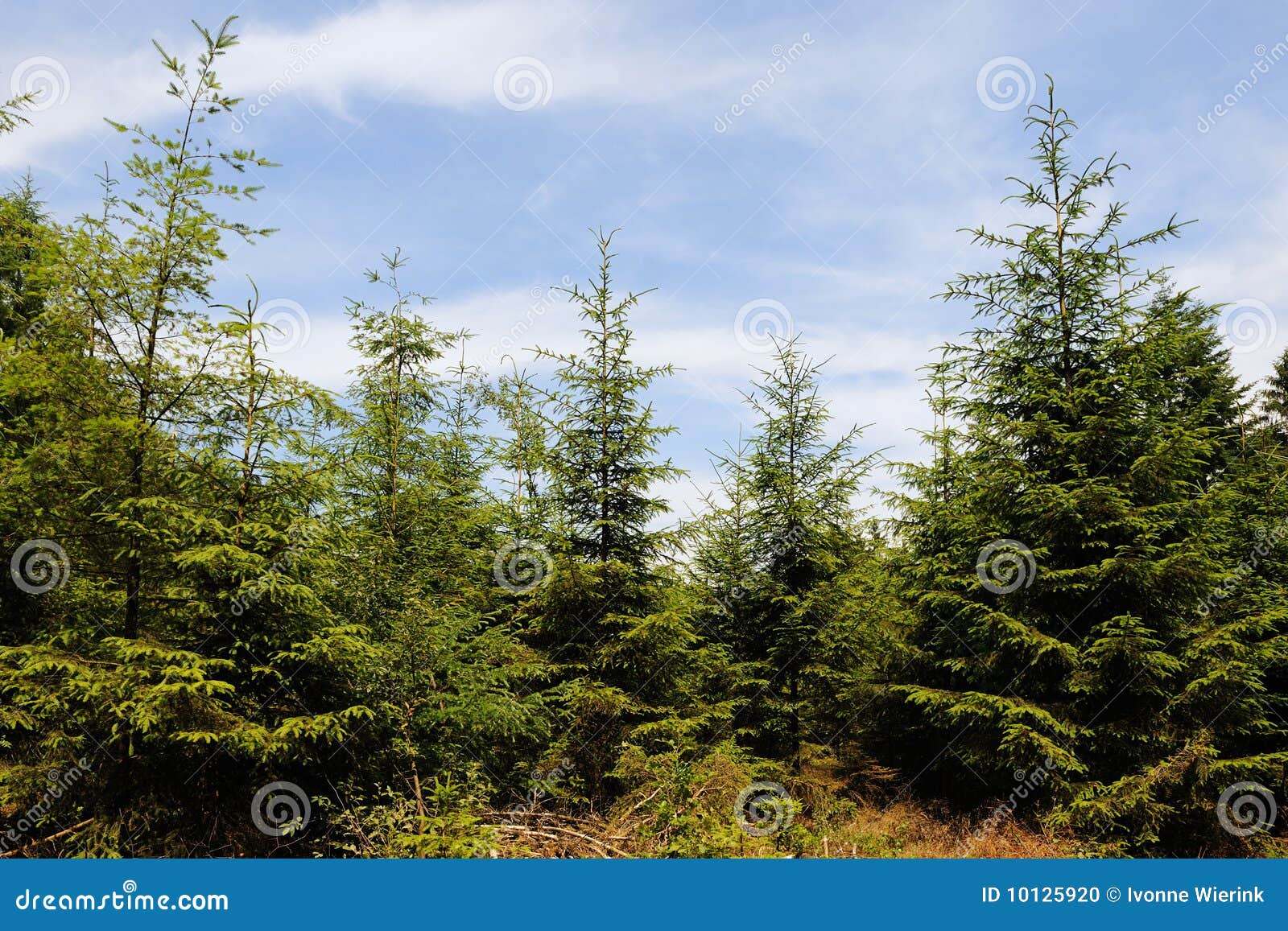 Christmas trees in nature stock photo. Image of coniferous - 10125920