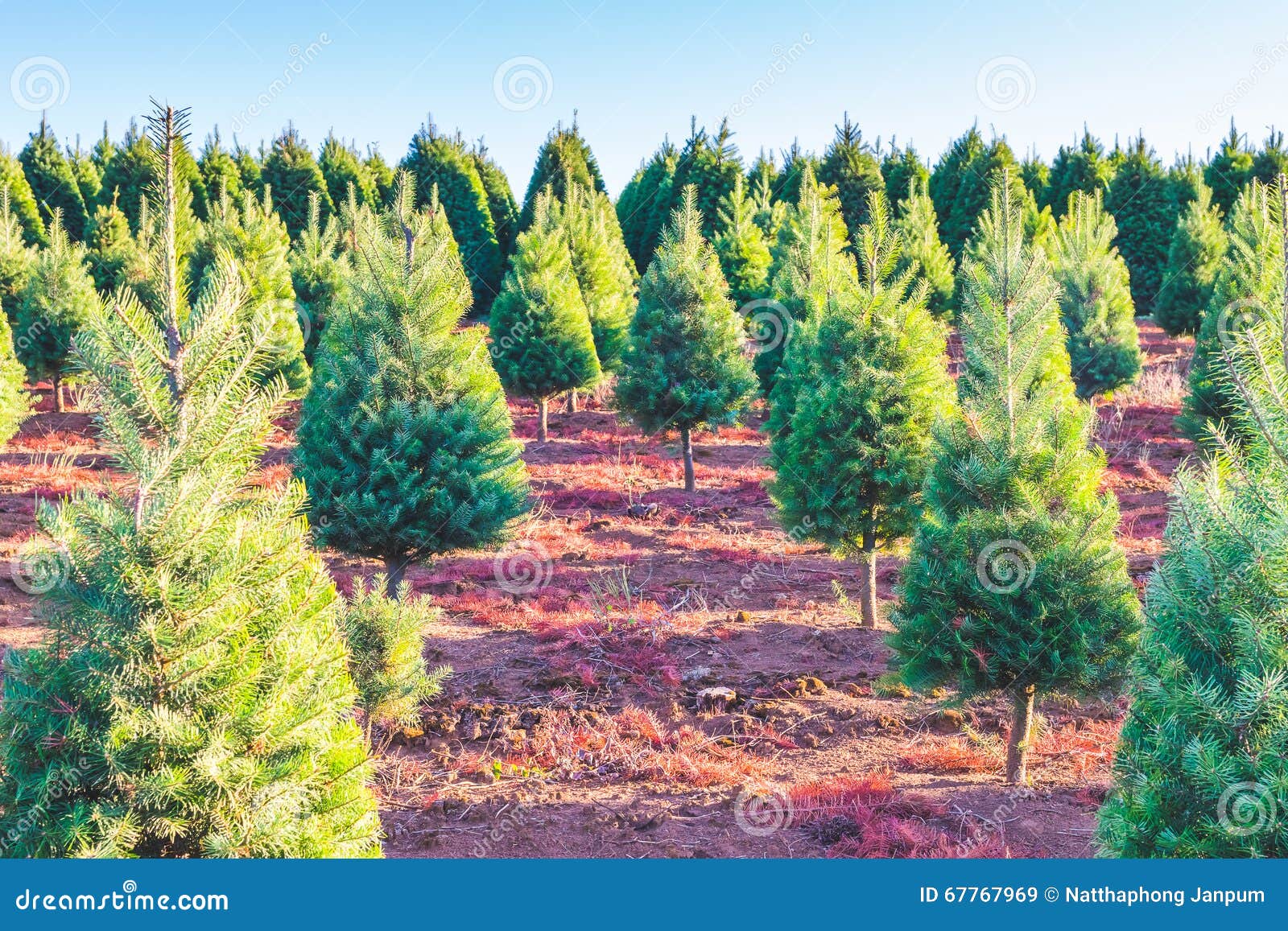 Christmas Trees on the Red Ground in the Farm ,country Side. Stock ...