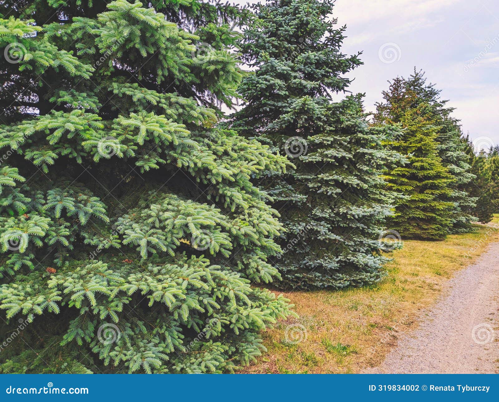 Christmas Trees in a Row. Evergreen Fir Trees in a Park with Pathway ...