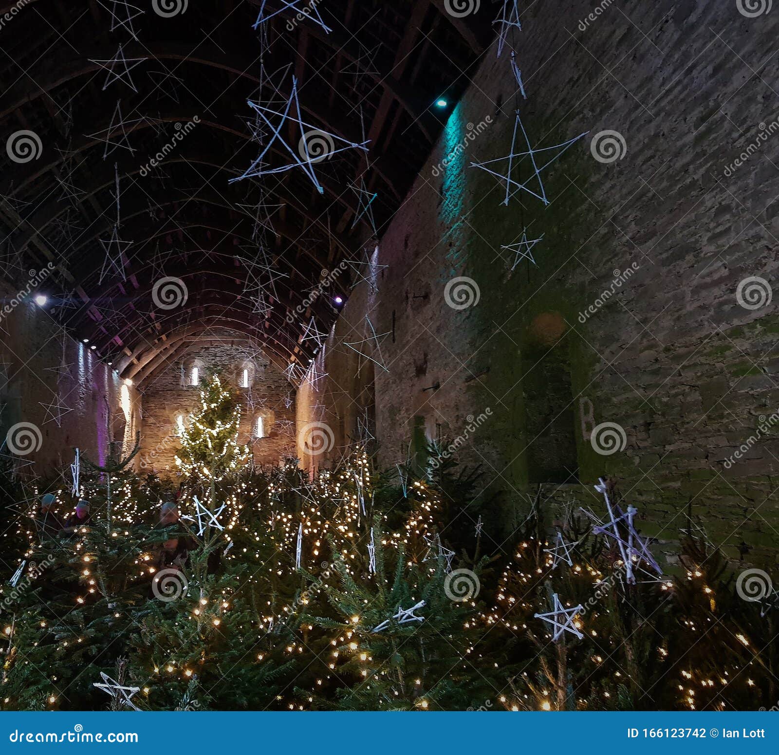 Christmas Trees in a 16th Century Barn , Devon Uk Stock Photo - Image ...
