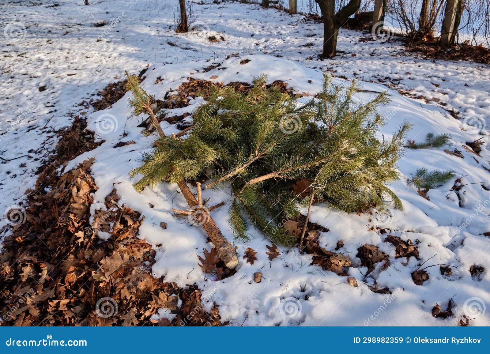 Christmas trees thrown stock image. Image of urban, trees - 298982359