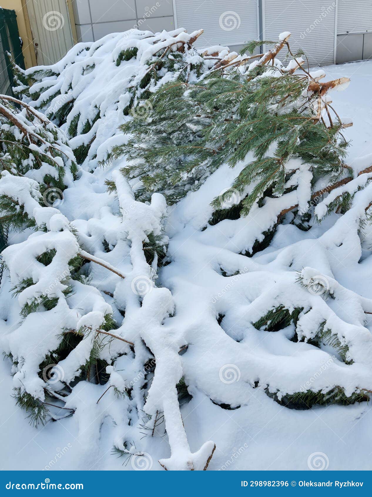 Christmas trees thrown stock photo. Image of year, january - 298982396