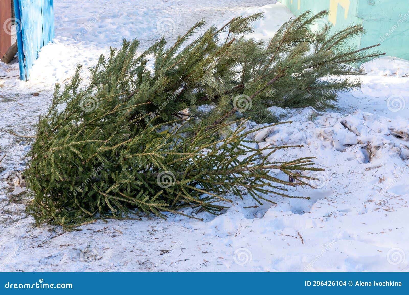Christmas Trees Thrown into the Trash after the End of the Holiday ...