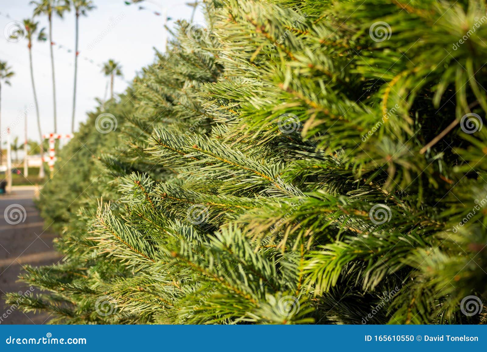 Christmas Trees on a Tree Lot Stock Photo - Image of decoration, green ...