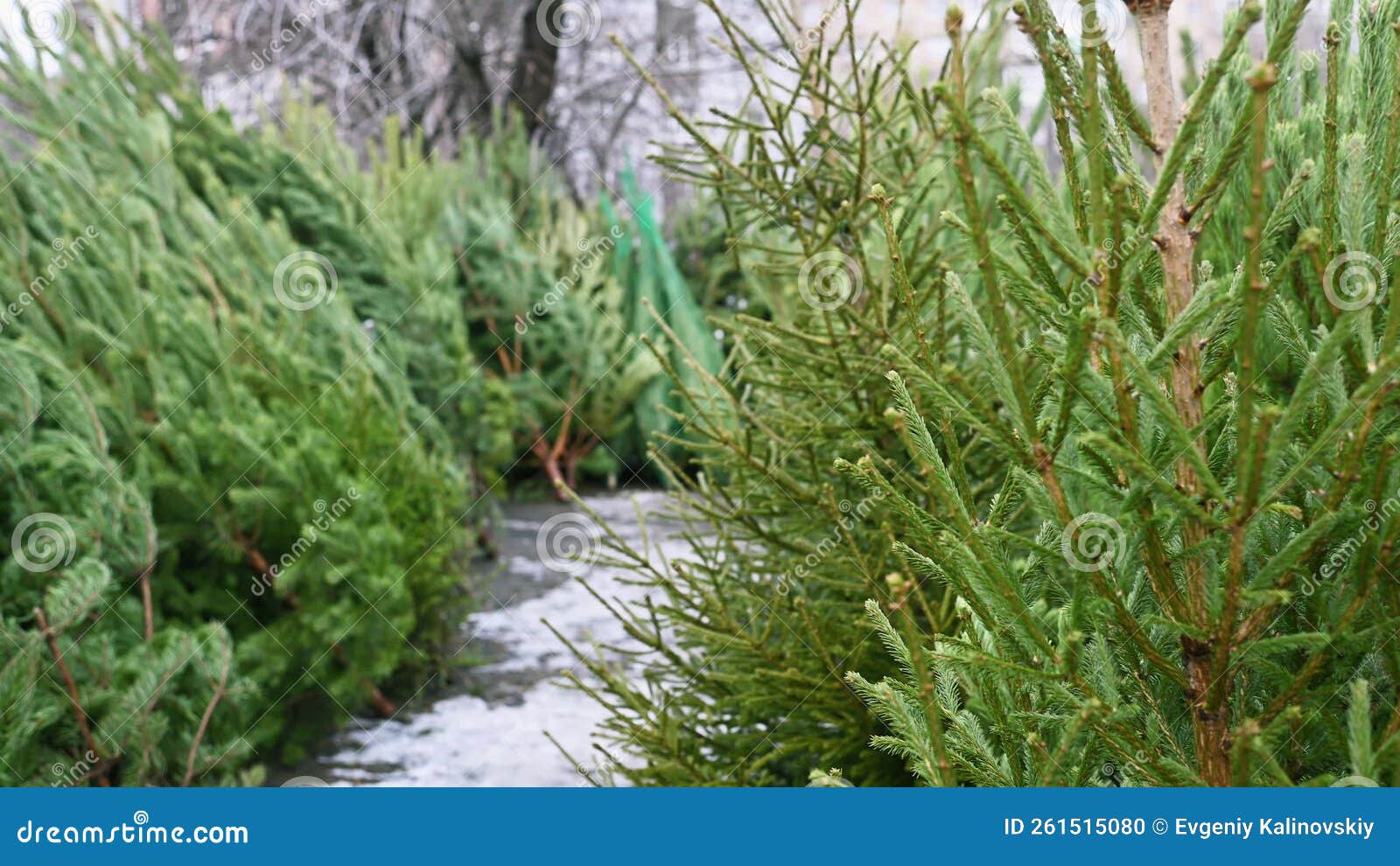 Christmas Trees in the Christmas Tree Market. Preparing for Christmas ...