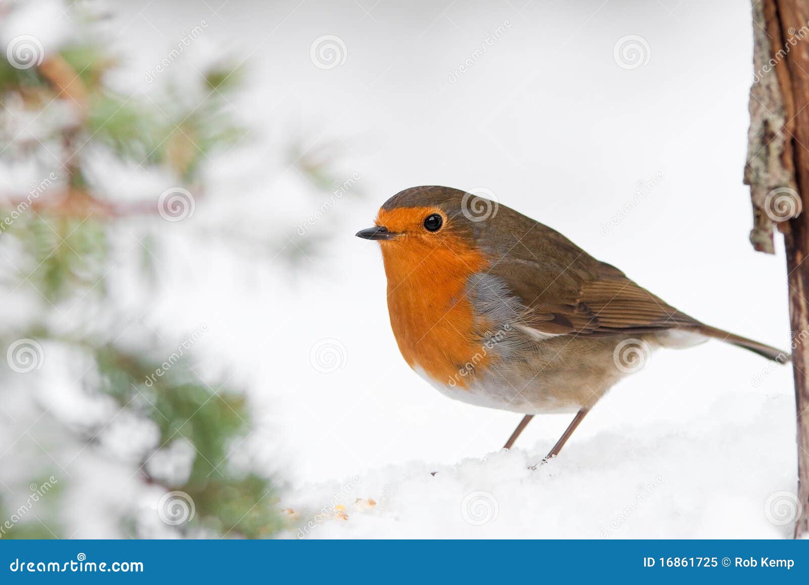 Christmas Winter Robin in Snow with Pine Tree Stock Image - Image of ...