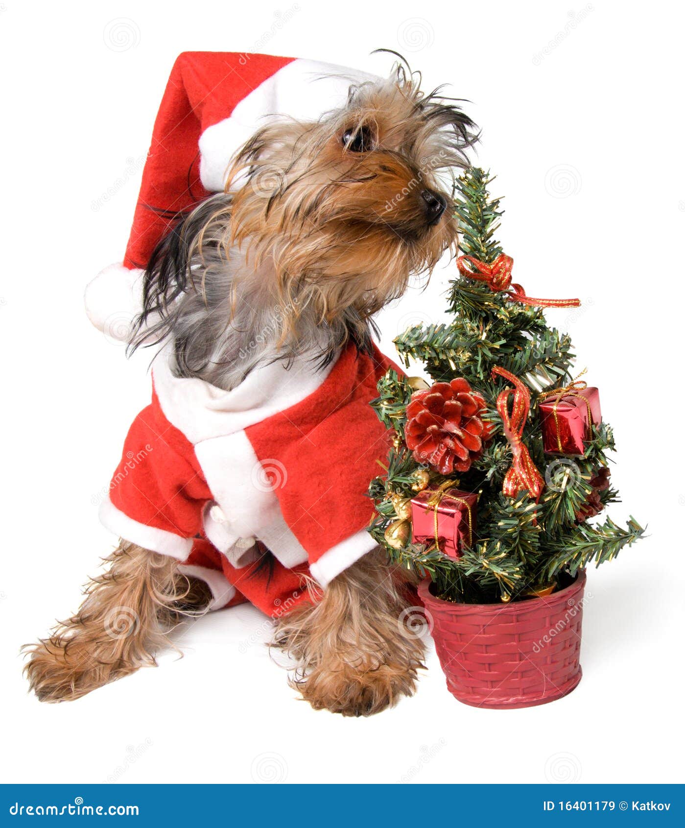 Christmas yorkie stock image. Image of animal, terrier - 16401179