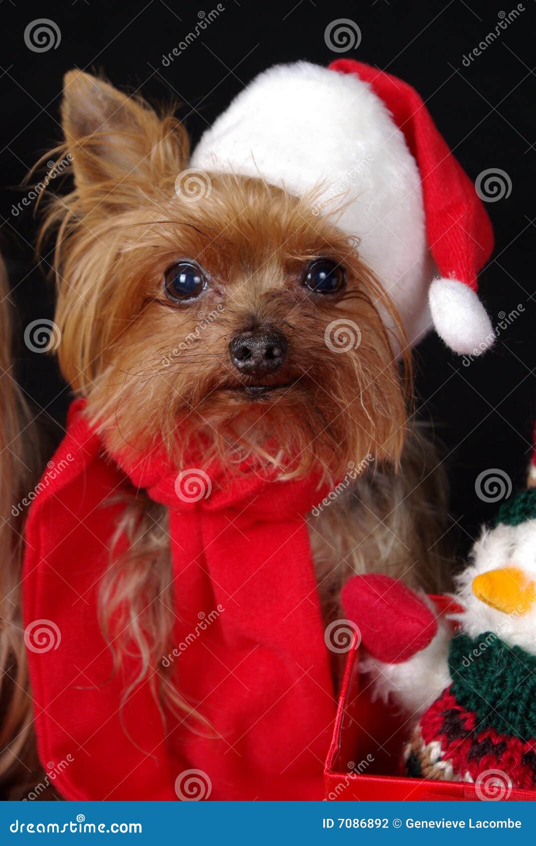 Christmas Yorkshire dog stock photo. Image of black, holiday - 7086892