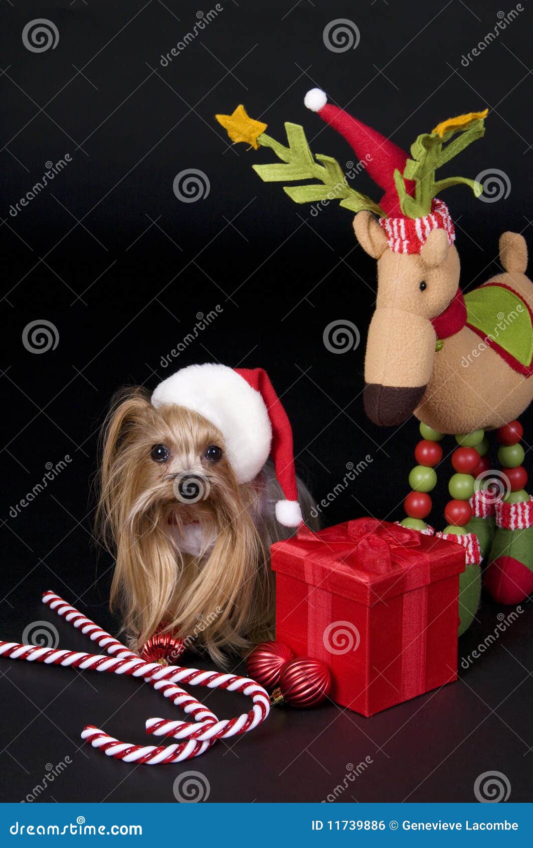 Christmas Yorkshire Terrier Dog Stock Photo - Image of white, holidays ...