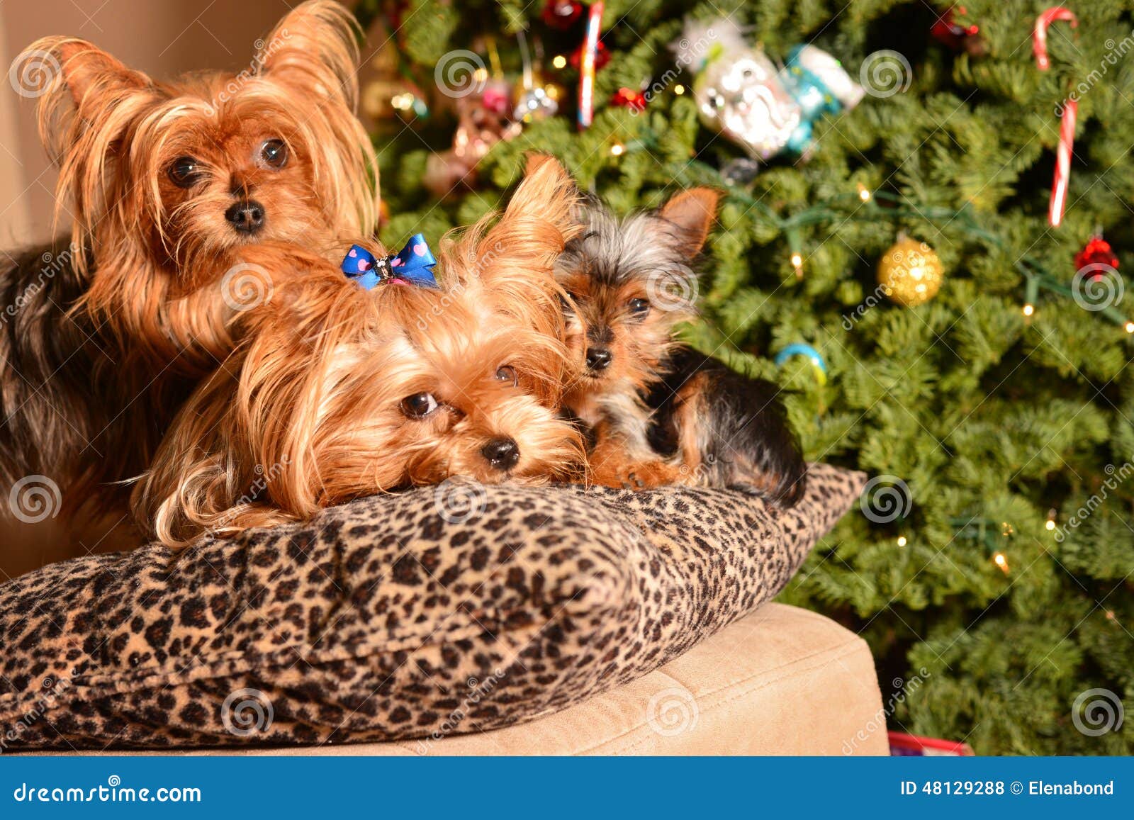 Christmas Yorkshire Terrier Dogs Stock Photo - Image of claus, brown ...