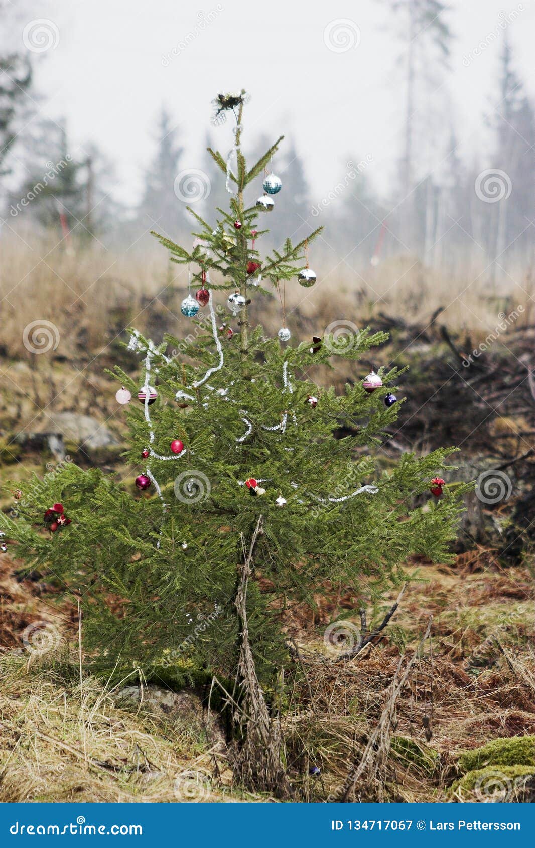 A Christmastree in a Forrest Stock Image - Image of santa, christmas ...