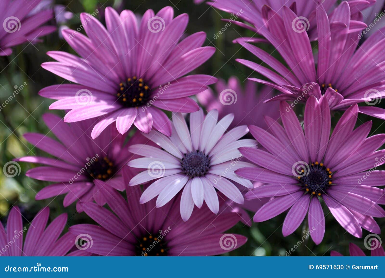 Chromatic daisy anomaly stock photo. Image of plant, macro - 69571630
