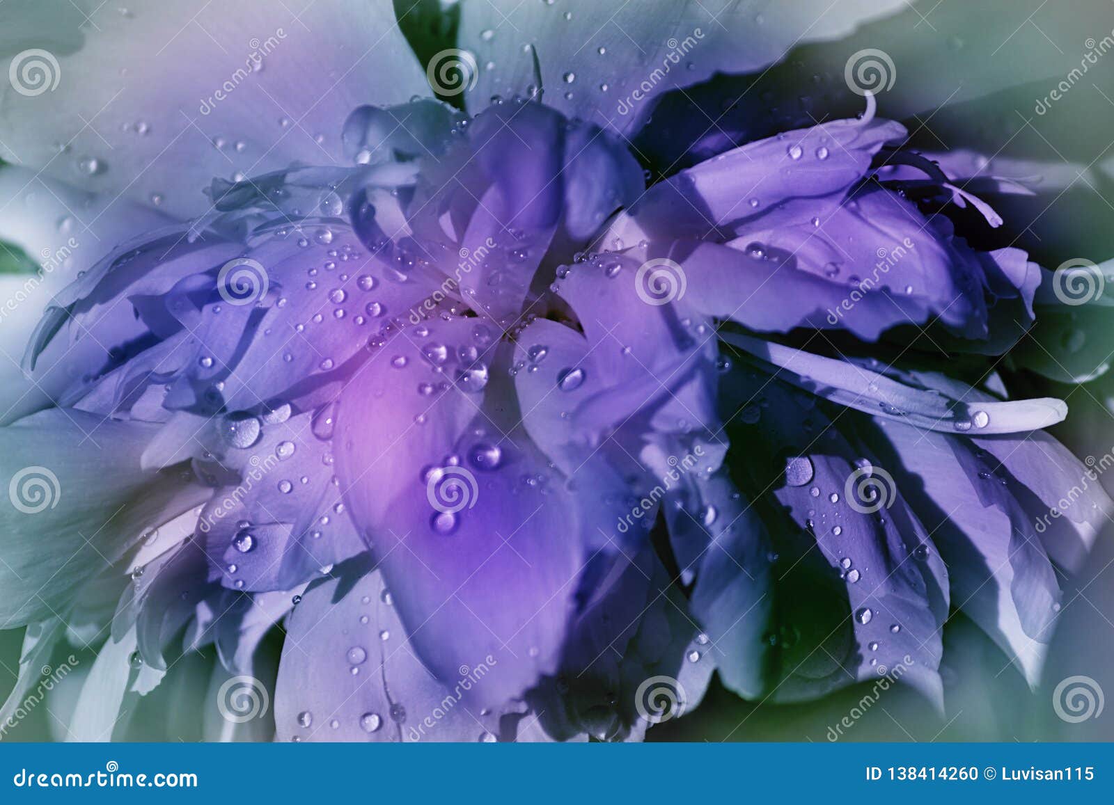 Chromatic Flowers on Special Effects Stock Photo - Image of daisy ...