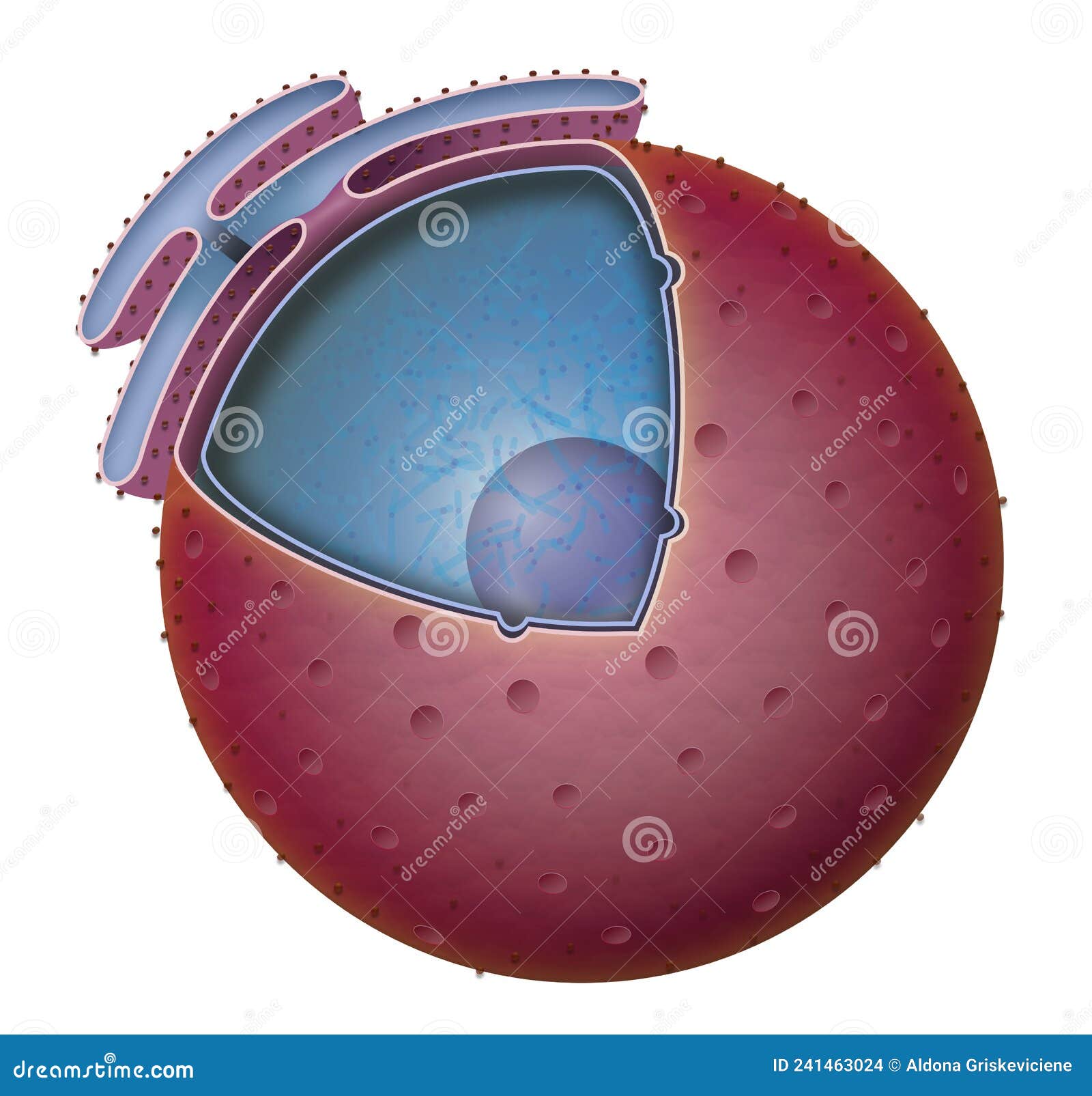 Chromatin In Nucleus