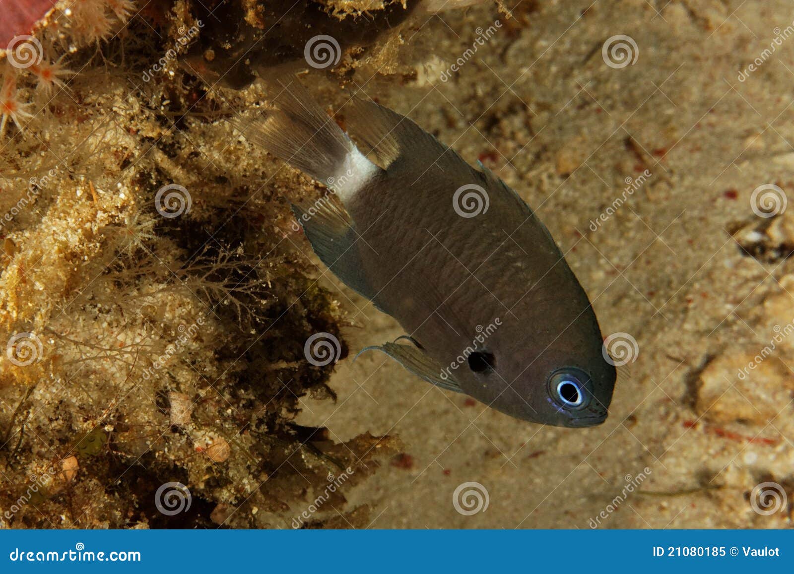 Chromis Delta - Deep-reef Chromis Stock Image - Image of indonesia ...